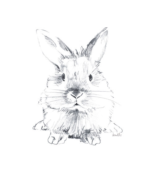 SunDance Graphics | Image Detail - 13147F - Sketched Rabbit V