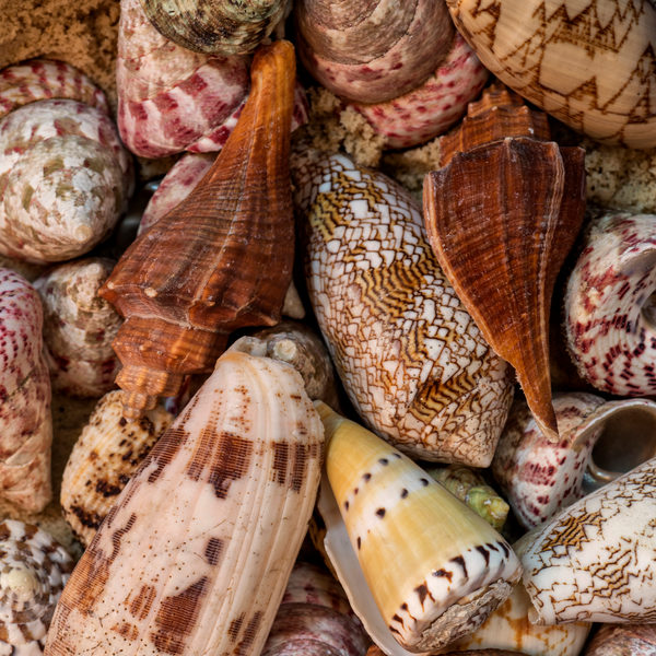 SunDance Graphics | Image Detail - 14364G - Mini Conch Shells II